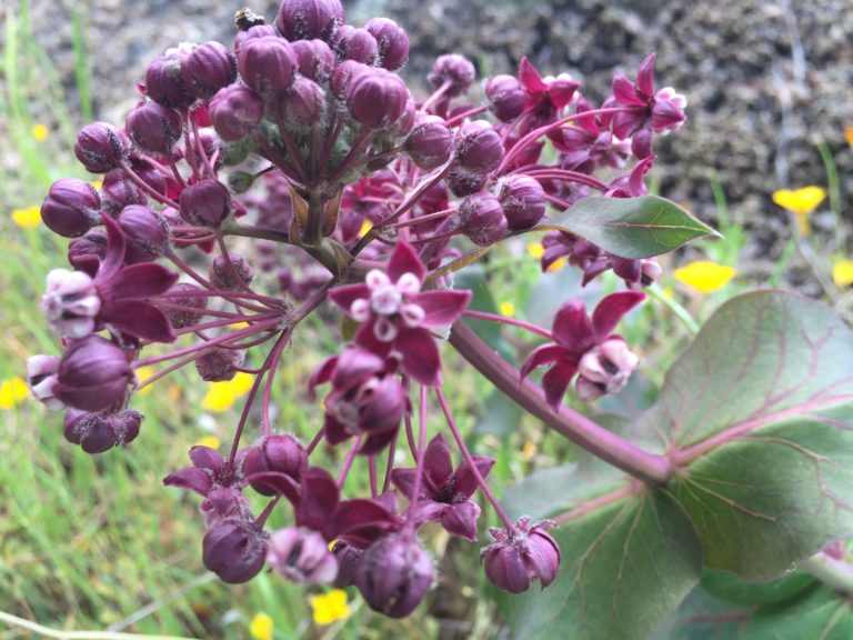 Environmental Programs Office – Official Home of the Pit River Tribe