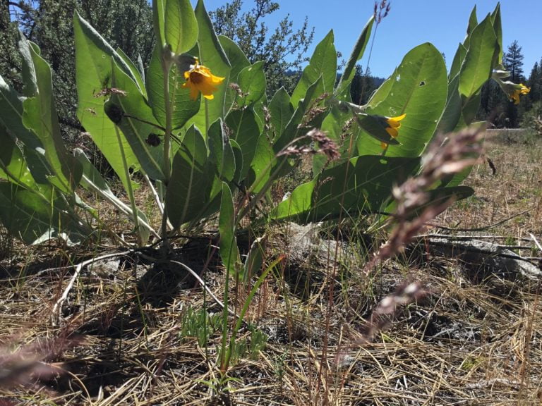 ICWA – Official Home of the Pit River Tribe